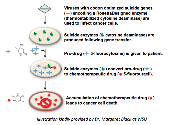Rosetta Designed Protein (Toca 511), Now Offering Hope to Brain Cancer ...