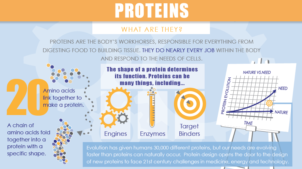 Protein Design – Institute for Protein Design