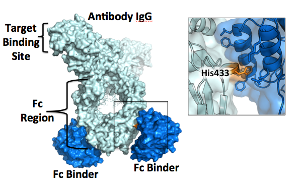 Computational Design of a pH Sensitive Antibody Binder – Institute for ...