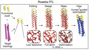 Rosetta – Institute for Protein Design