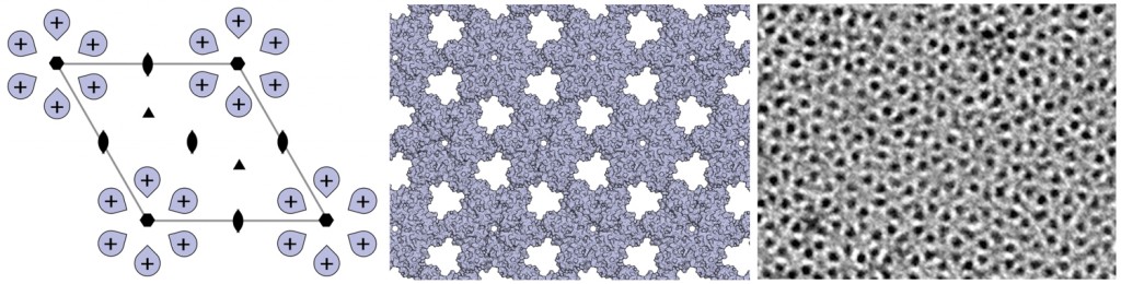 New Science paper: Designed 2-D protein arrays – Institute for Protein ...