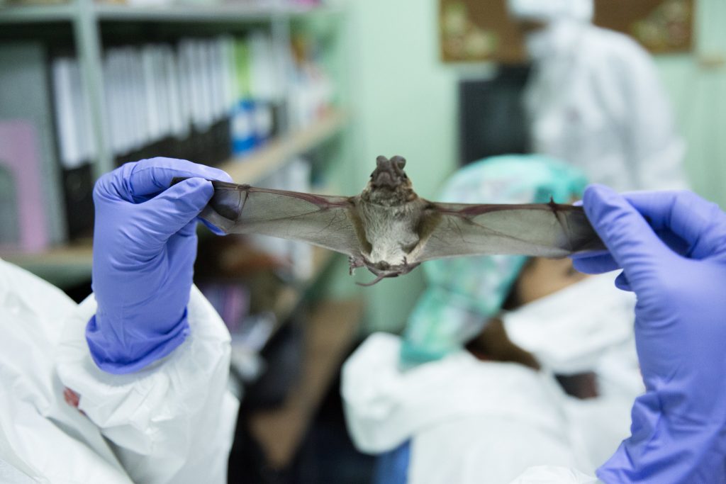 Baker lab joins USAID’s $125M project to detect emerging viruses ...