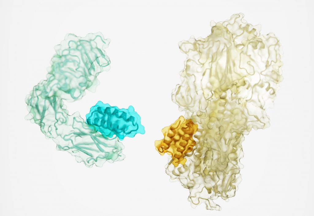 Protein drugs designed from the ground up – Institute for Protein Design